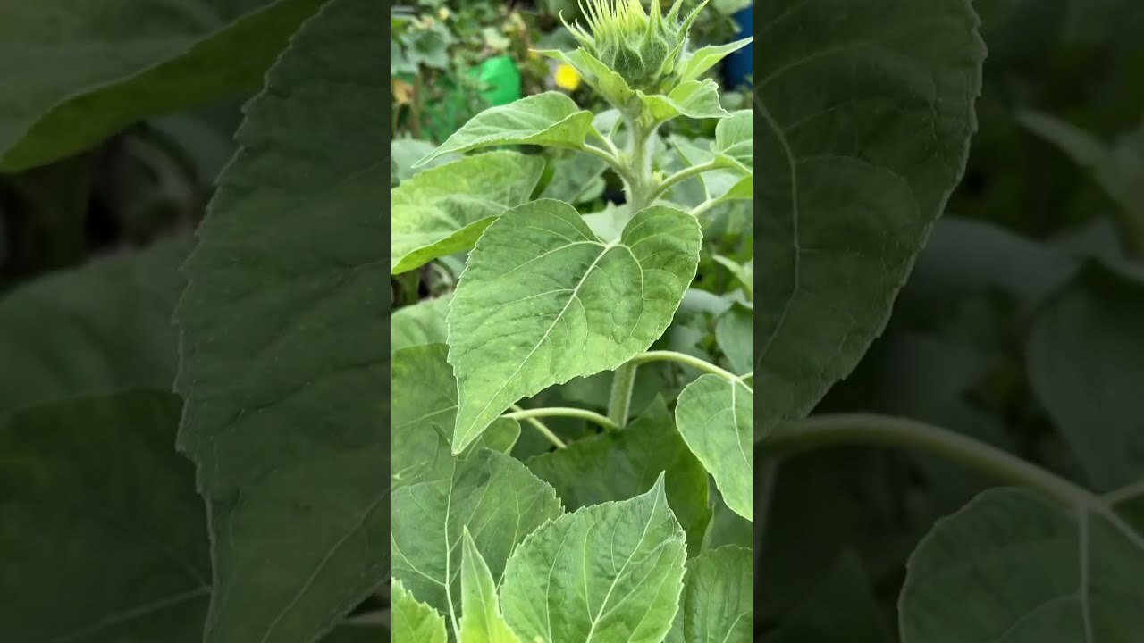 My rising sunflowers : waiting for blooming #mygreenishnest # ...