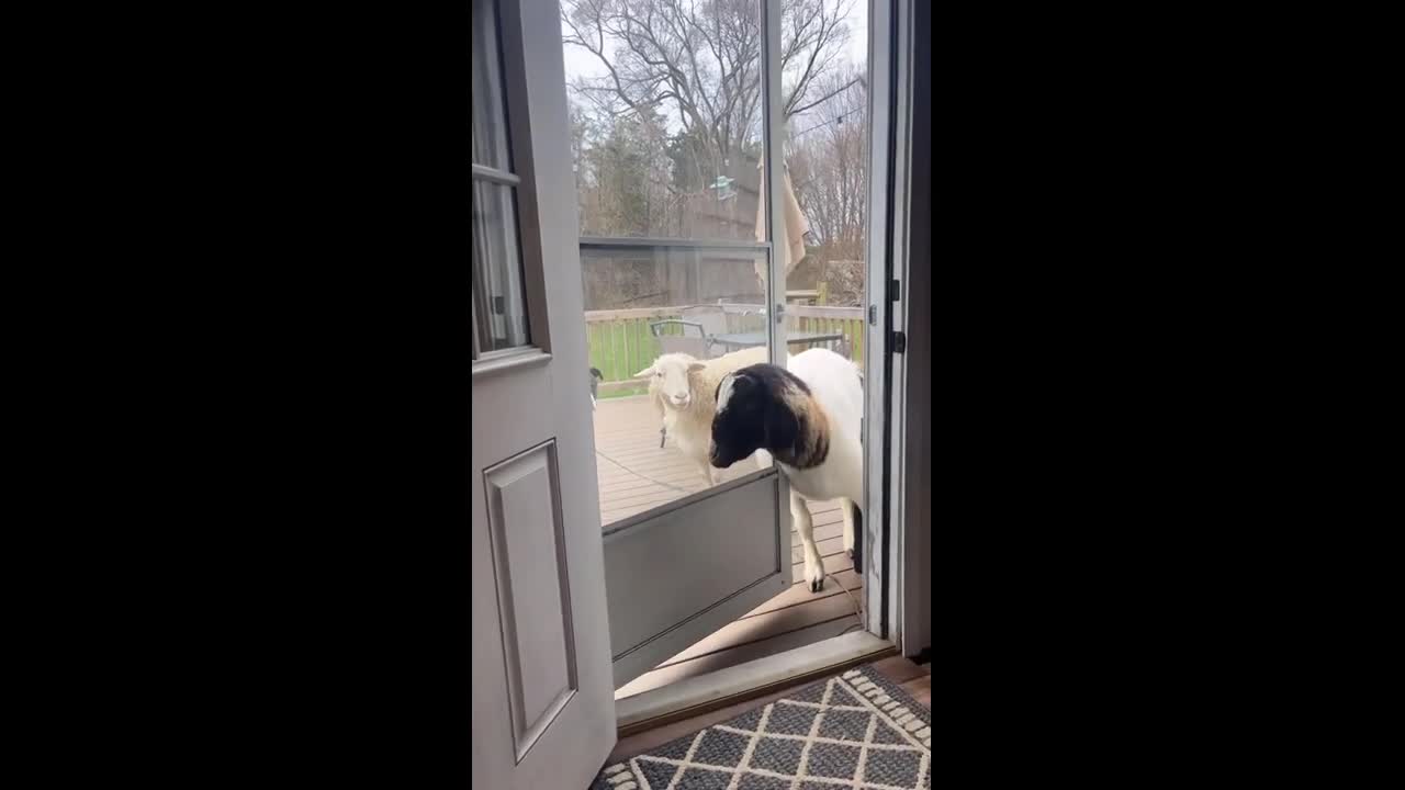 Goat gets stuck on door while trying to enter house in Rochester
