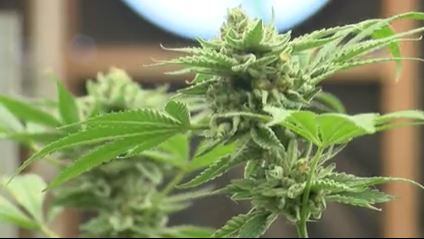Lawmakers hammer out changes to Hawaii’s medical marijuana program