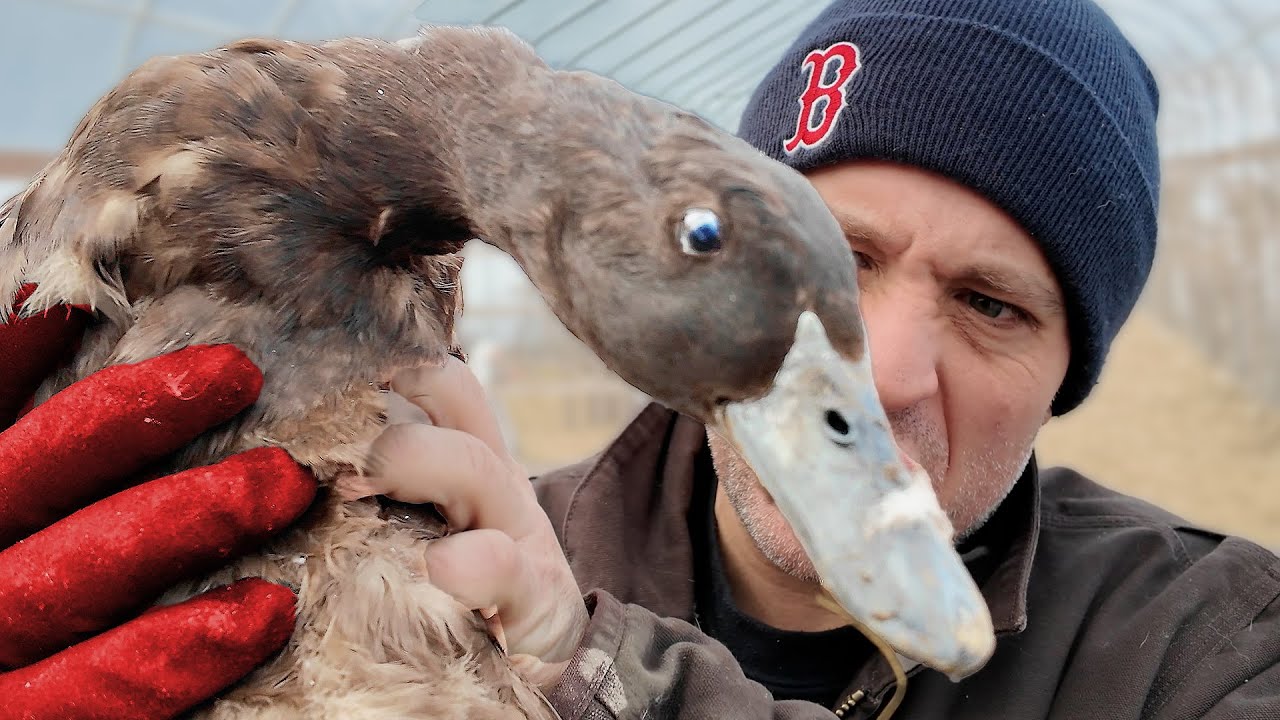 What to Do If You Think Your Duck Is Going Blind