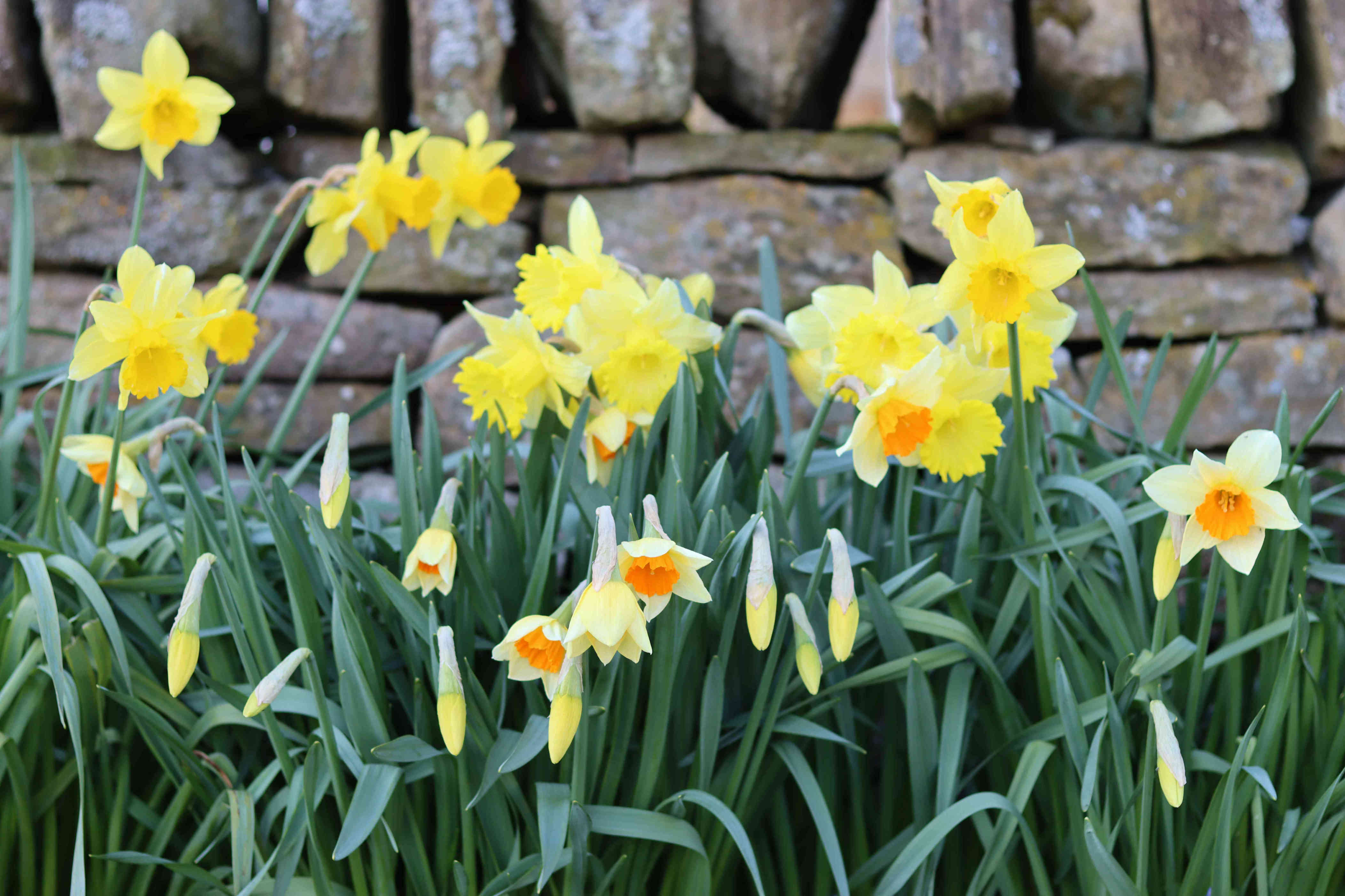 6 common reasons why your daffodils aren't blooming, plus how to fix it
