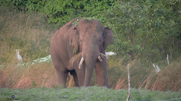 Omkar Elephant | ‘ओंकार’ गोव्यातून पुन्हा महाराष्ट्रात!