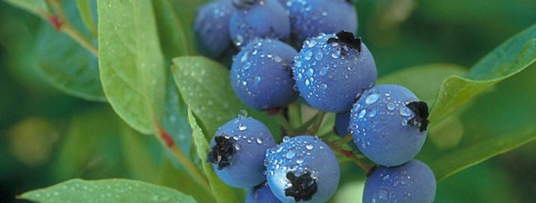 Georgia produces more blueberries than peaches. Here's where GA ranks ...