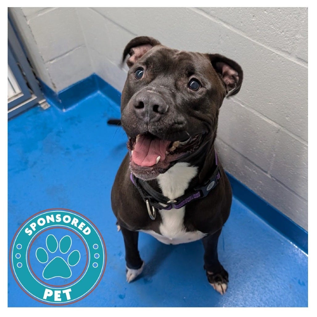 Meet Jett, a 3-year-old bulldog with a hefty body chock full of love ...