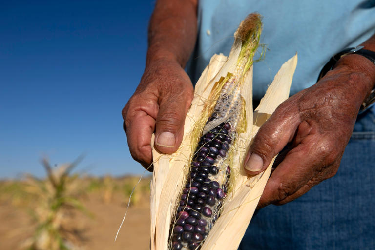 Hopi farmers’ harvests shrunk by long drought. Planting crops is ...