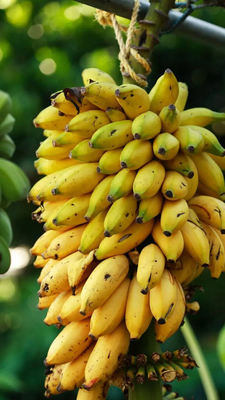 8 lesser-known Banana varieties from different parts of India