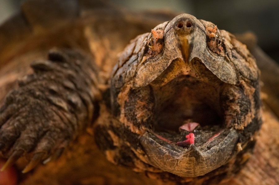 60 more alligator snapping turtles are coming to Kansas, here’s when