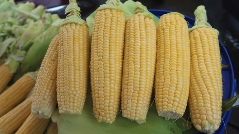 Why Corn Looks So Much Different Than It Used To