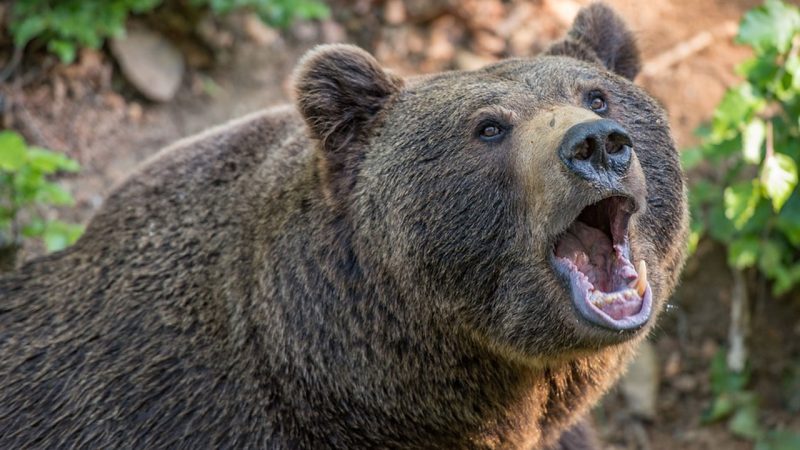 Bear euthanized after being hit by car in Georgia