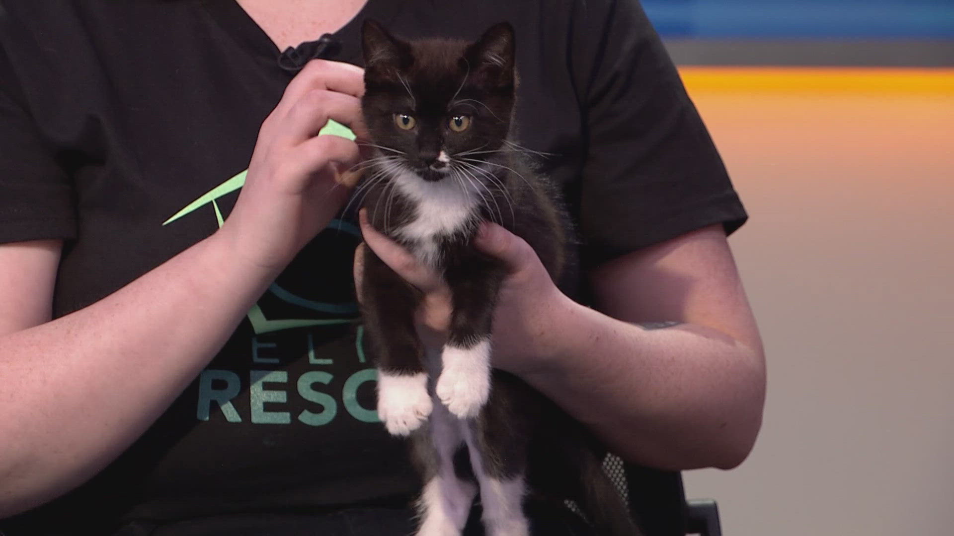 Seattle Area Feline Rescue calls on community to foster kittens and ...