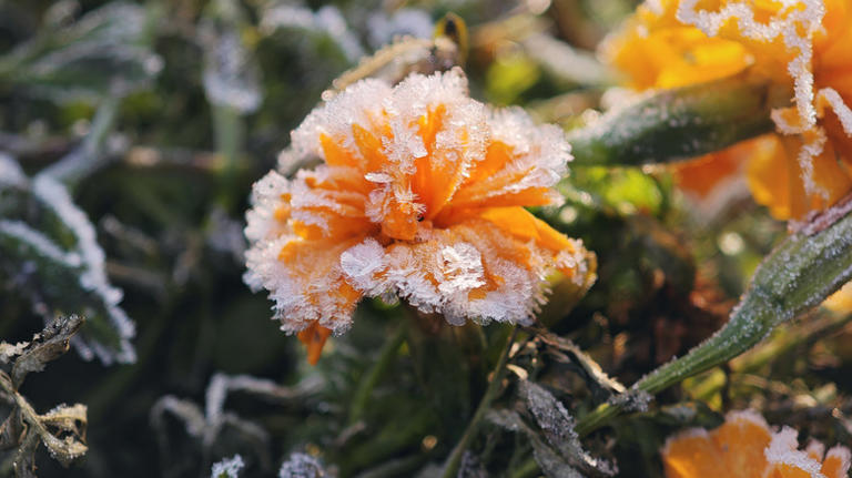 The Easy Solution For Protecting Plants From Late Spring Frost