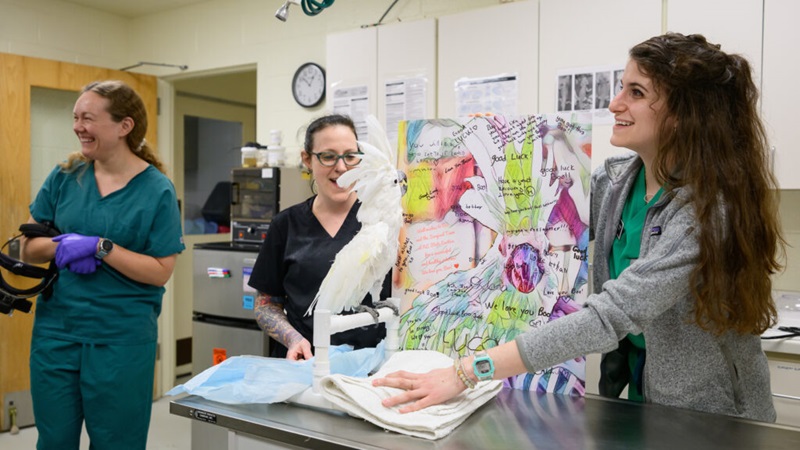 Blind therapy cockatoo has sight restored at veterinary hospital