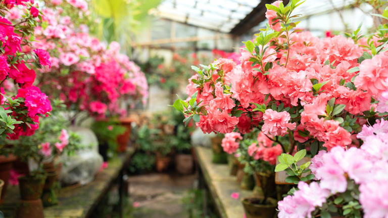 The Winter Hardy Variety Of Azalea That Will Bring Color To Your Spring ...