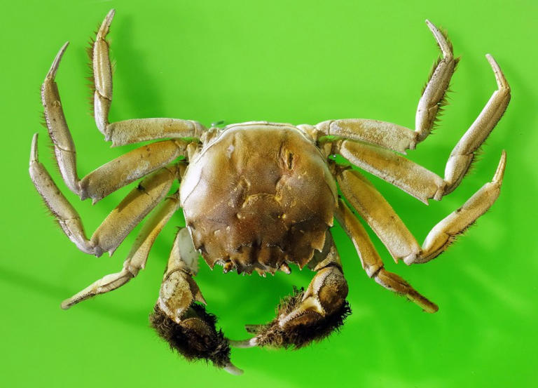 Claws for alarm: ‘Furry’ invasive species of crab caught on the Oregon ...