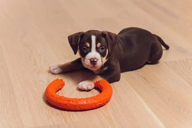 5 Fun Dog Toys You Can Make at Home With Everyday Stuff