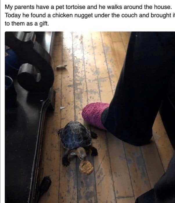 46 Funny Turtle Memes For Turt-Lovers Who Feel Bad When They Play Mario