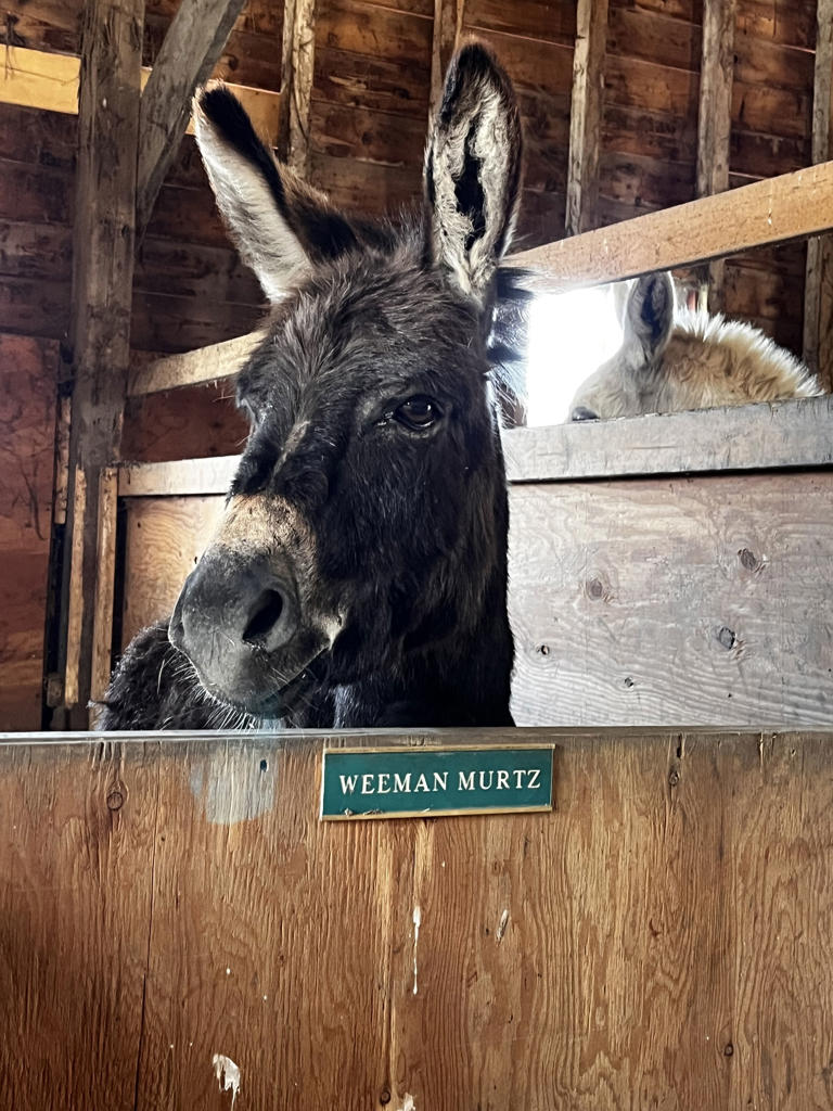 Her pet donkey went missing. Neighbors combed the woods for days to ...