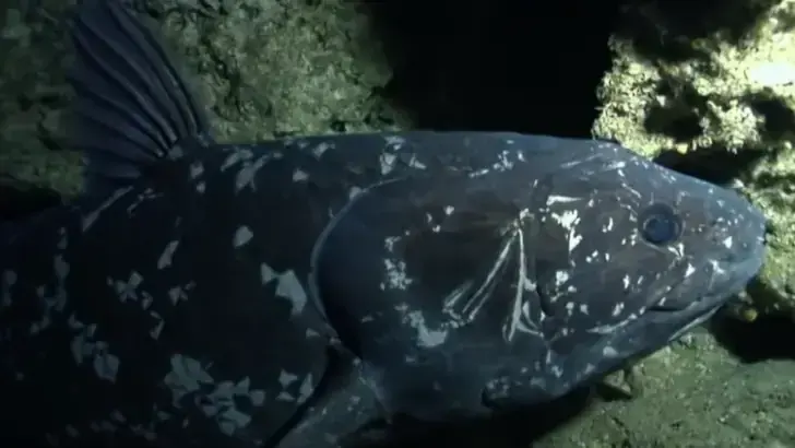 A “Living Fossil” Has Been Found Swimming Off California