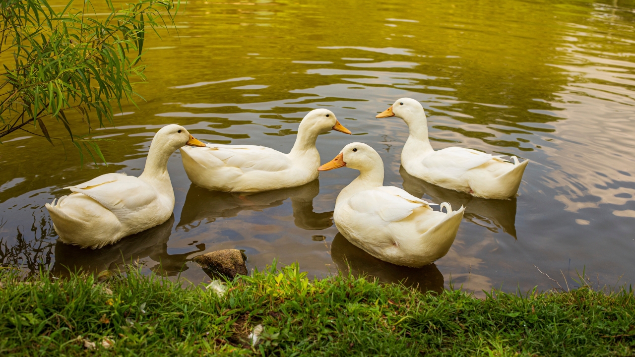 8 Low-Maintenance Animals Perfect for Small Yards