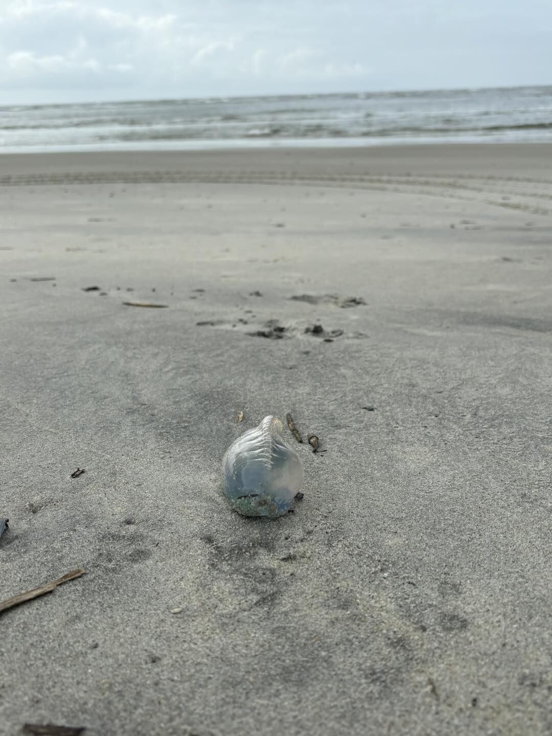 Tybee Island Ocean Rescue warns beachgoers of Portuguese man-of-war ...