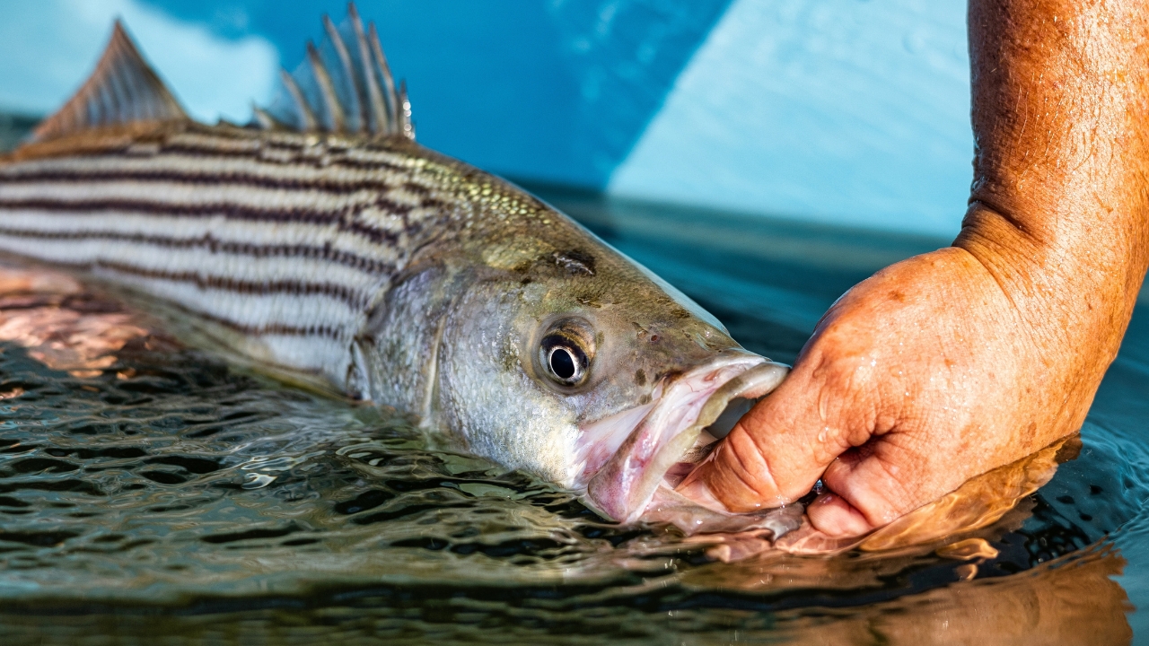 Striped bass managers are under pressure again—what’s on the table for 2026