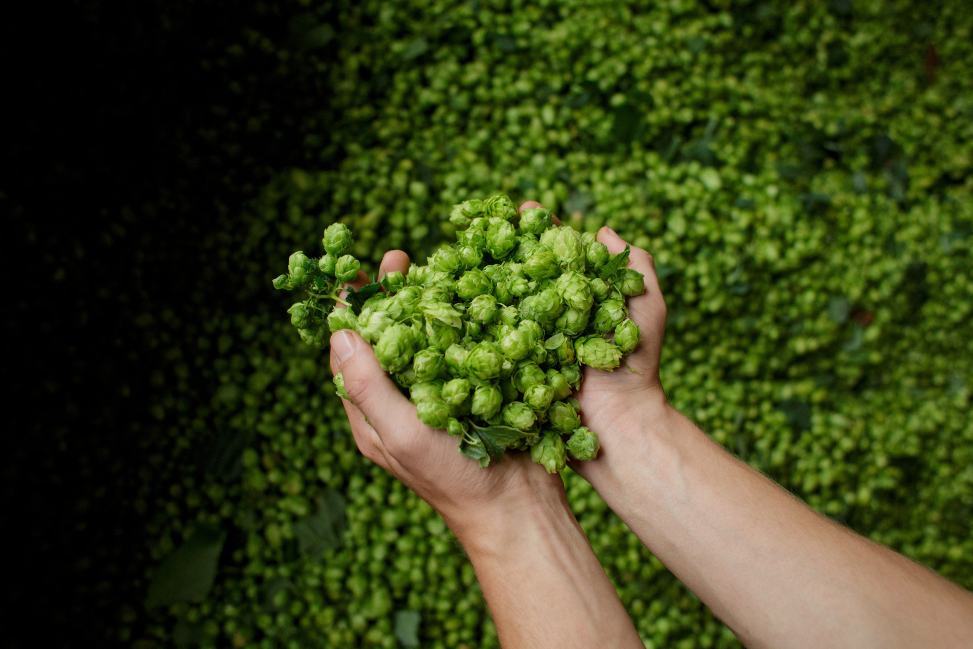 Beyond beer: exploring the health benefits of hops