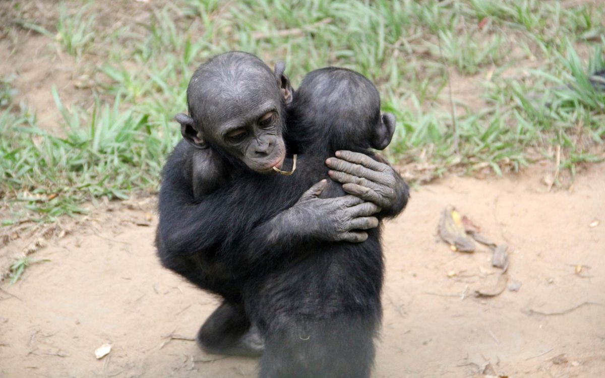 ¿Qué tan parecidos son los bonobos y chimpancés a los humanos?