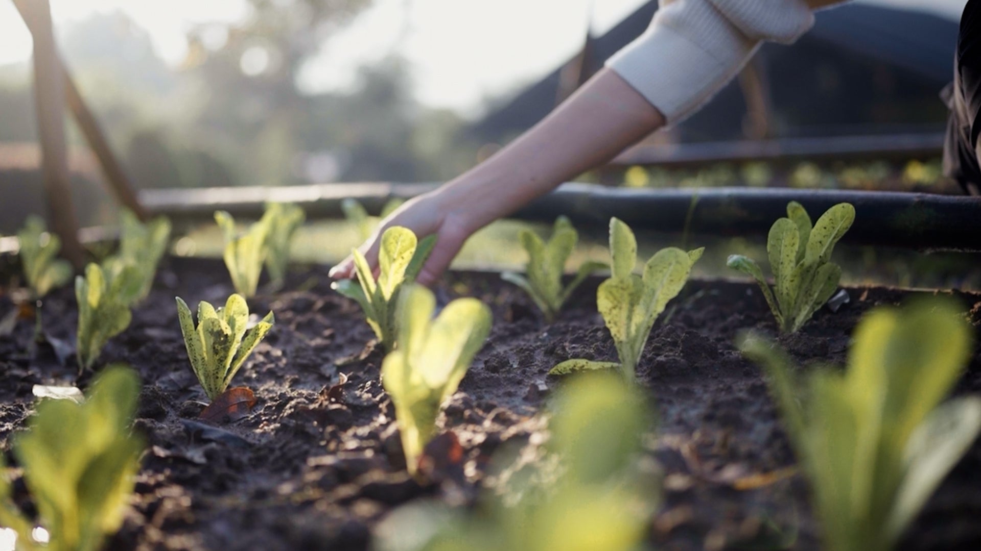 Gardeners, Get Ready For Rain, Warmth And Weather Surprises