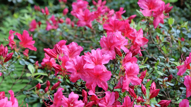 The Winter Hardy Variety Of Azalea That Will Bring Color To Your Spring ...