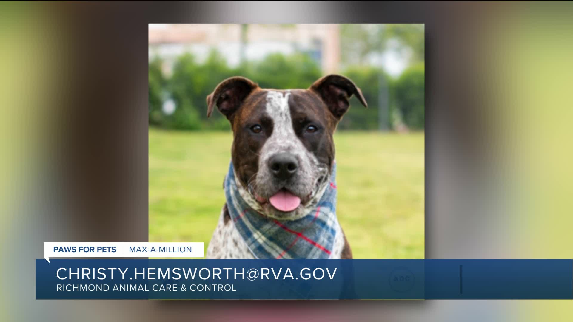 Paws for Pets: Max-A-Million: a great, very friendly dog who loves ...