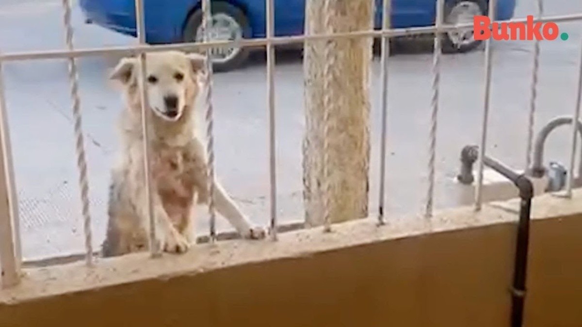 Day after day, she begged for food at their door, until one day, they ...