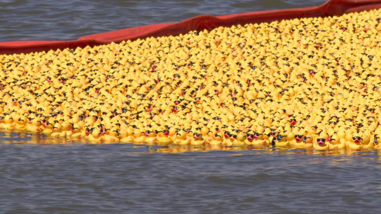 Ken-Ducky Derby | Thousands of rubber ducks race Ohio River to aid ... Ken-Ducky Derby | Thousands of rubber ducks race Ohio River to aid ...
