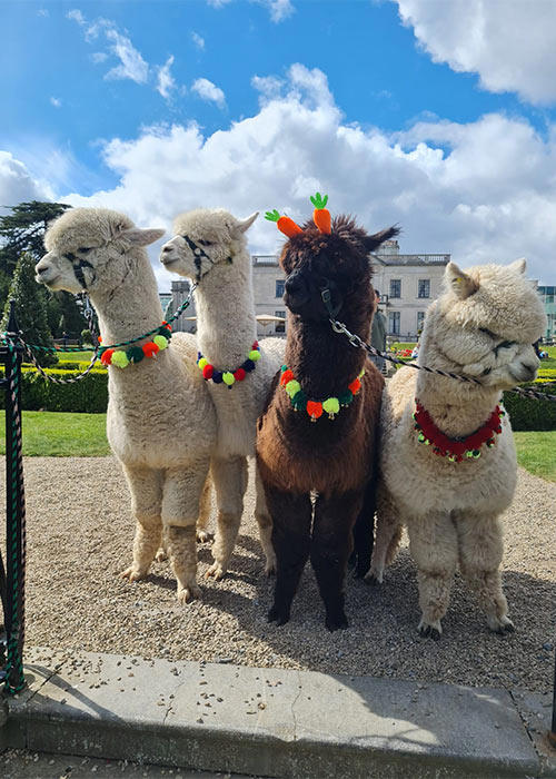 Are these the world's cutest therapists? Meet the alpacas spreading joy ...