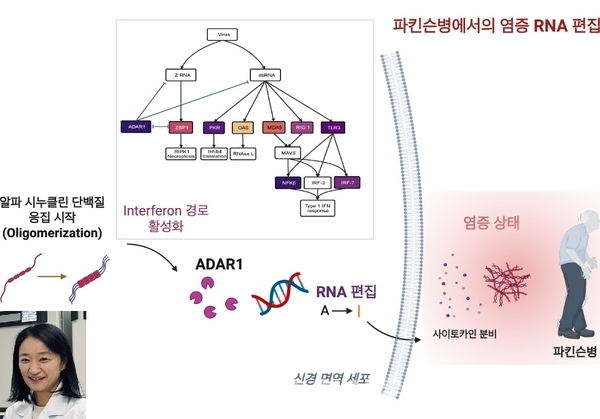 KAIST '파킨슨병 편집' 염증 RNA 편집 효소 세계 최초 발견
