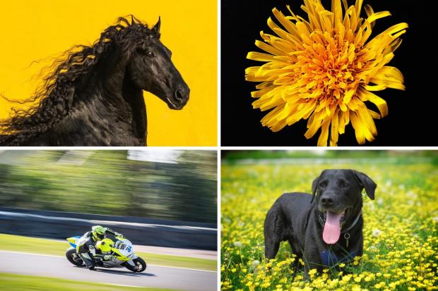 Leader Camera Club' bold and bright gallery of sunshine yellow