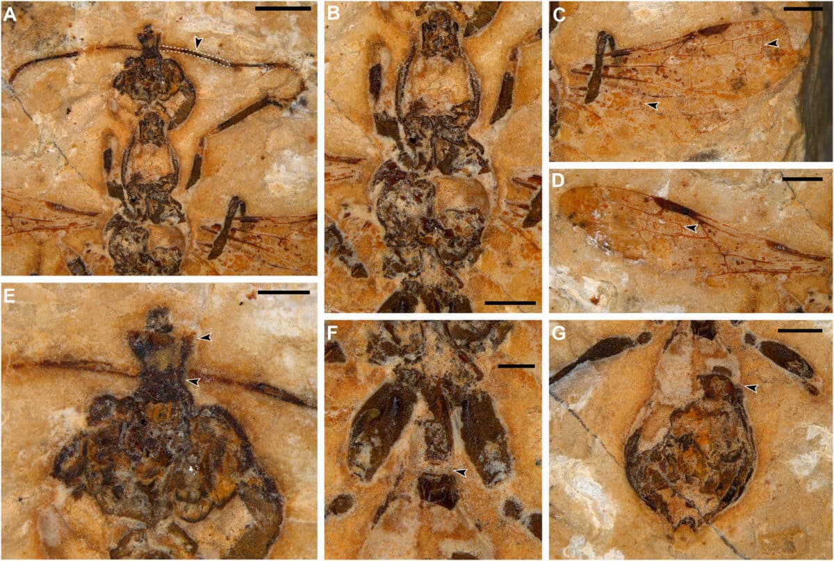 Ancient ‘Hell Ant’ Discovery Is Also The Oldest Ant Fossil Ever Unearthed