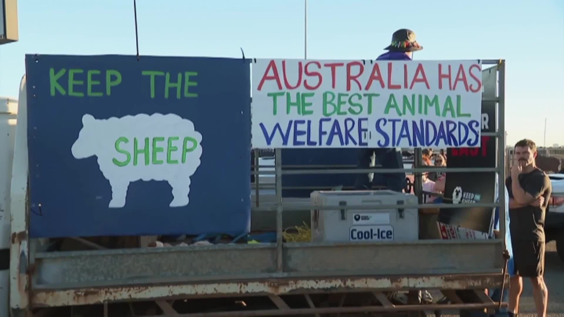 How the handling of sheep could shape this federal election