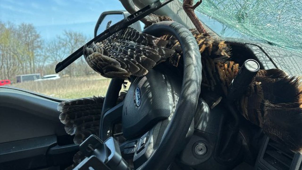 Turkey flies through truck's windshield near Fowlerville