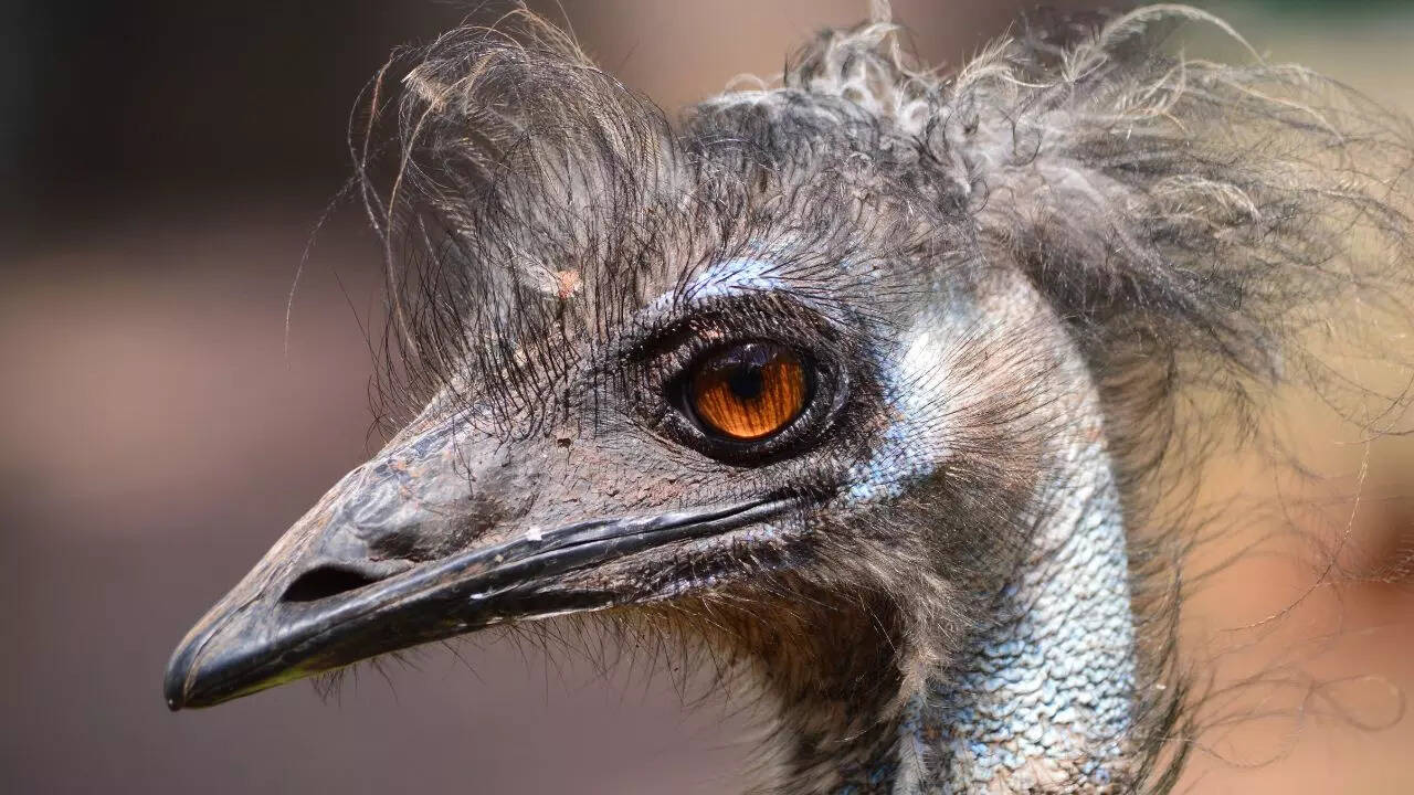 7 birds that are considered bad omens in different cultures