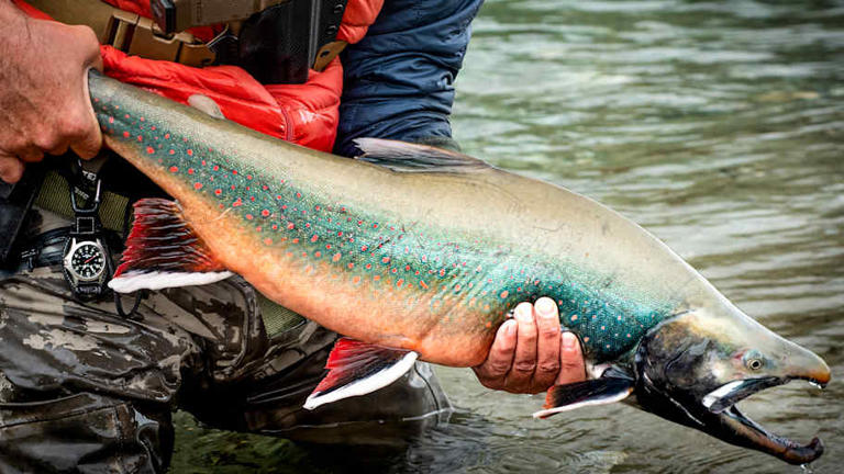 The Prettiest Freshwater Fish: 5 Stunning Species You Need to See