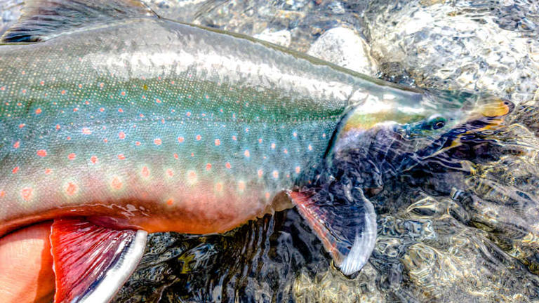 The Prettiest Freshwater Fish: 5 Stunning Species You Need to See