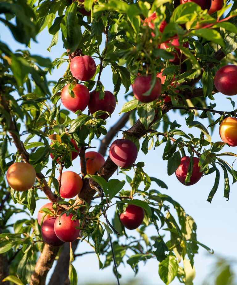 What's your birth month fruit tree? Discover all 12