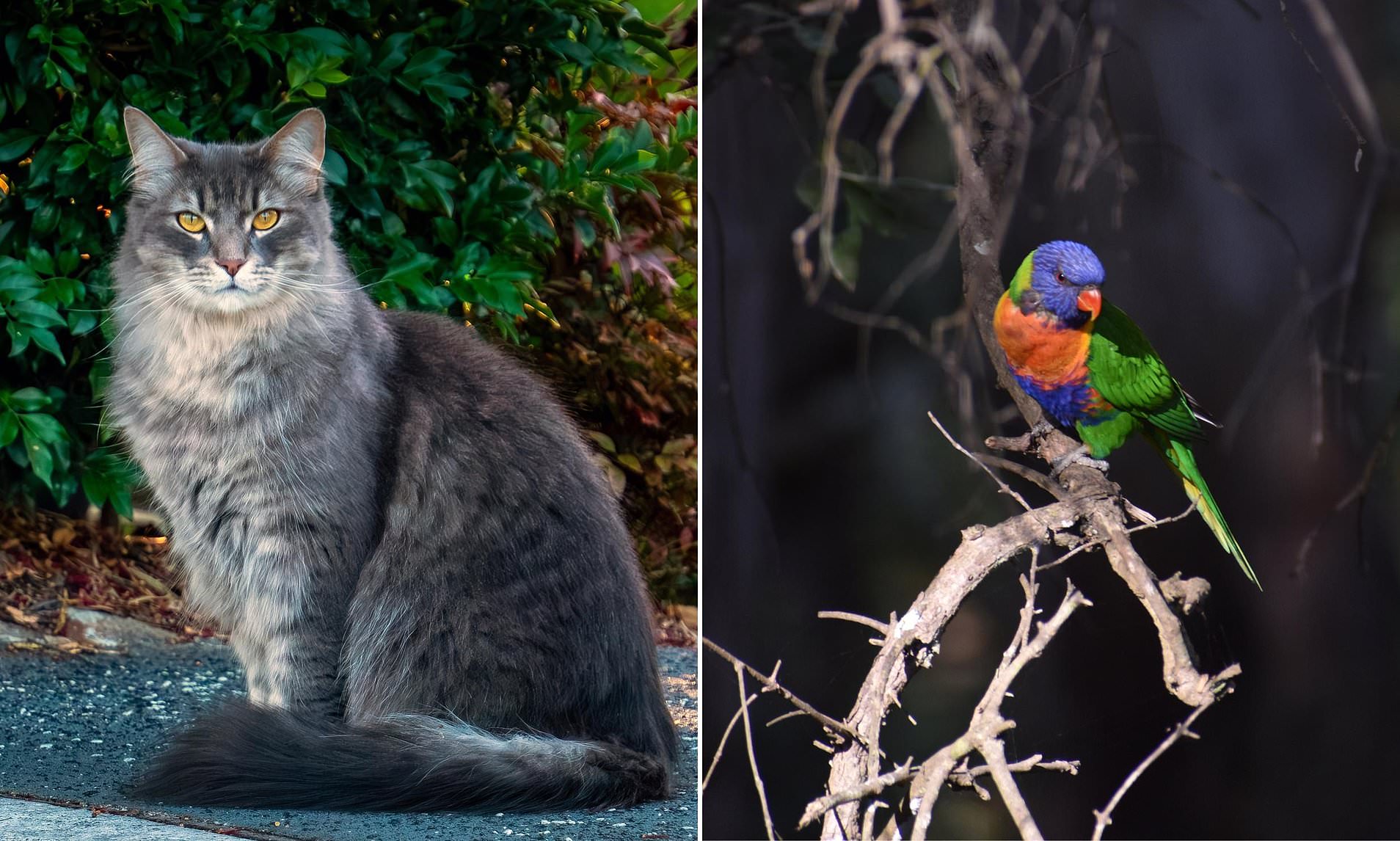 New curfew rules force pet owners to keep their cats indoors 24/7: What ...