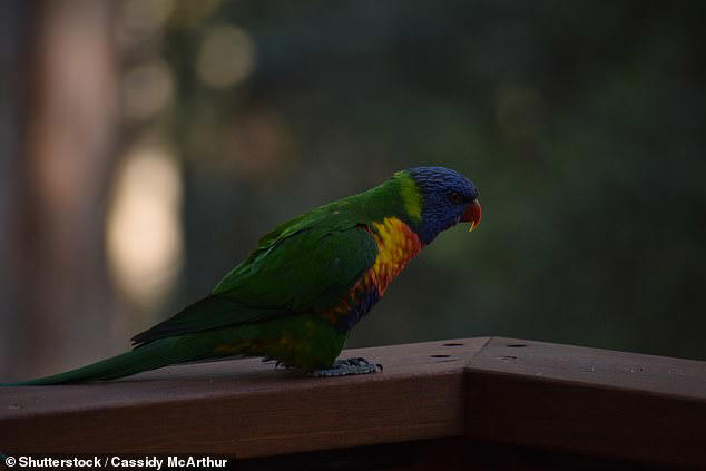 New curfew rules force pet owners to keep their cats indoors 24/7: What ...