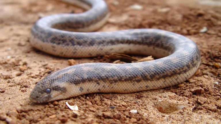 10 snakes that burrow underground from sand boas to black headed pythons