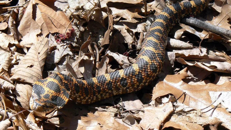 10 snakes that burrow underground from sand boas to black headed pythons