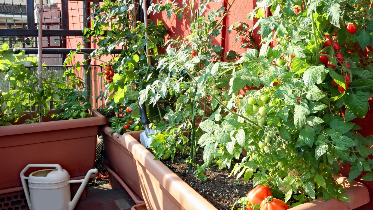 You can have a homestead in your apartment – here’s how