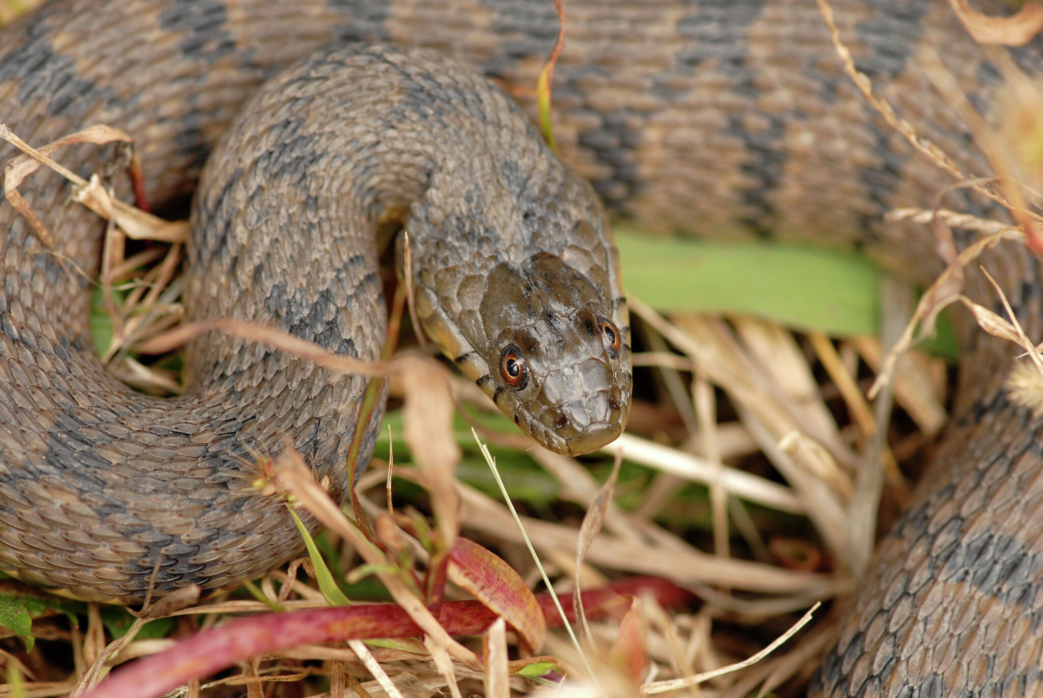 Snake infested pond along Barton Creek Greenbelt goes viral