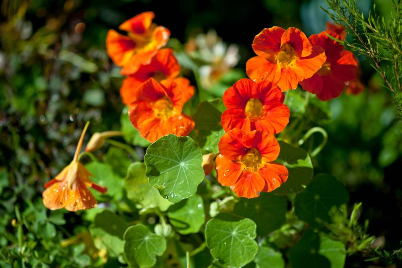 Gardening expert explains why you should plant this one simple flower ...