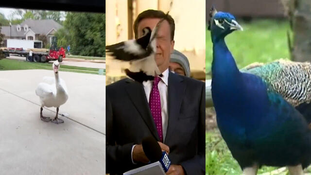 Bird Attacks Caught on Camera